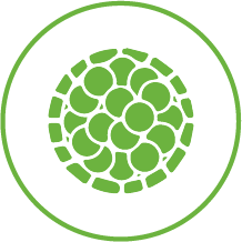 Discover the new ImageXpress HCS.ai High-Content Screening System