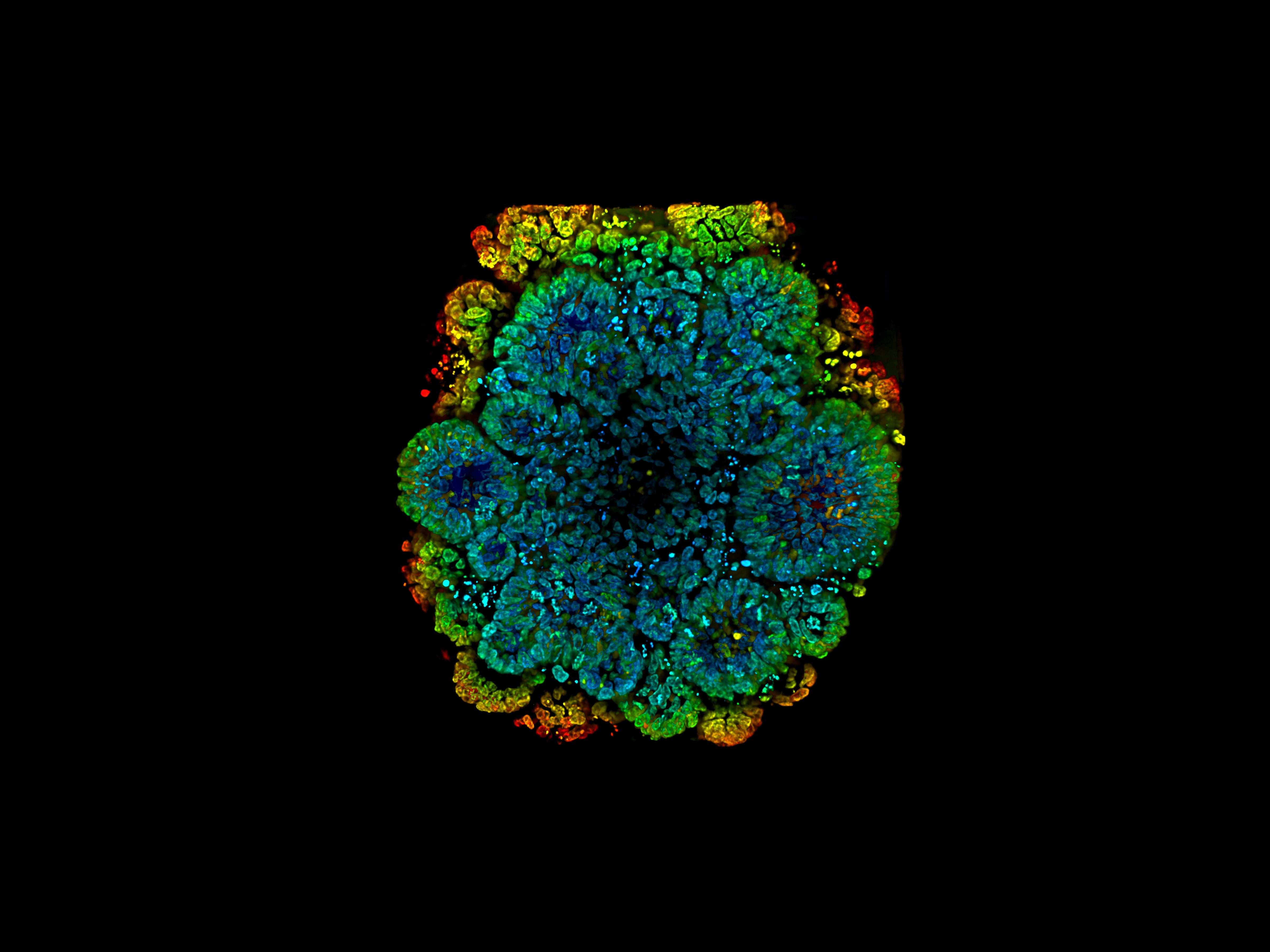 Organoids Simplified