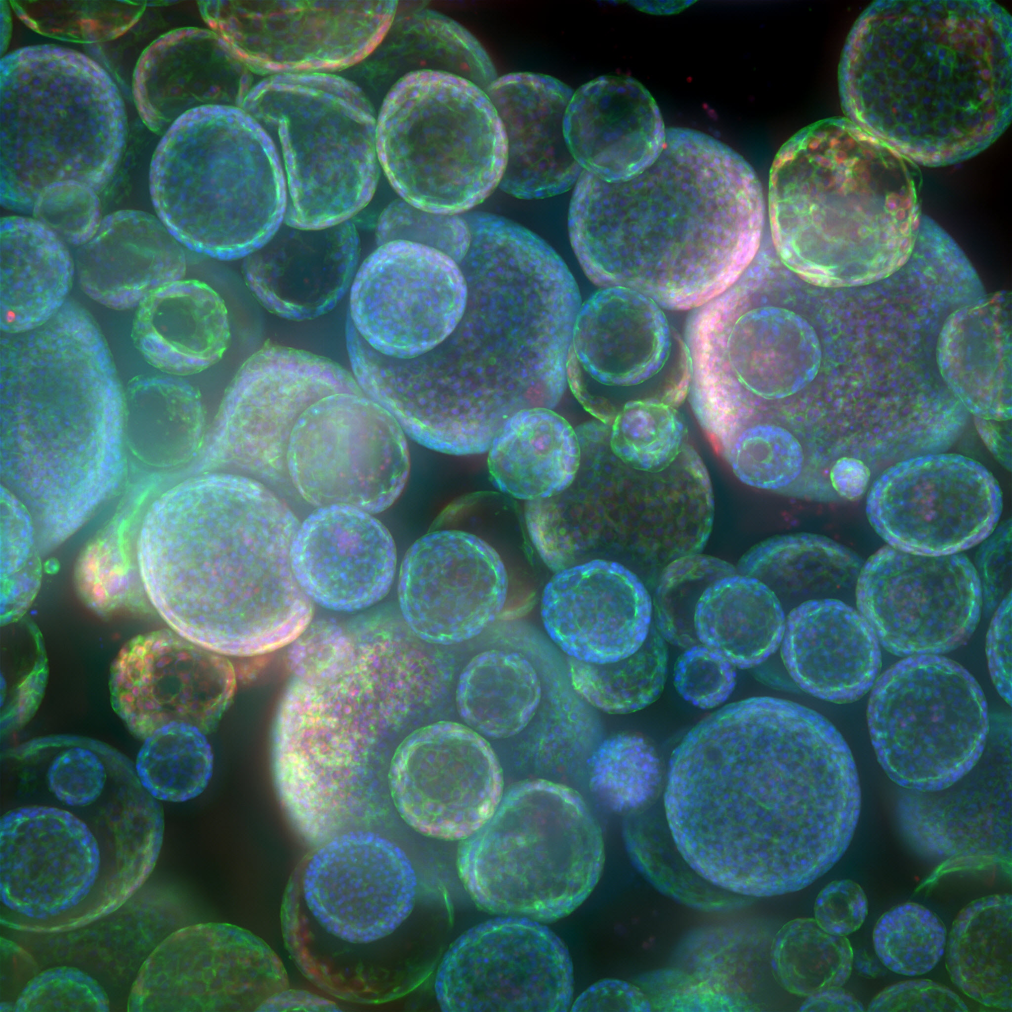 Organoids Simplified Landing Page - Thank You