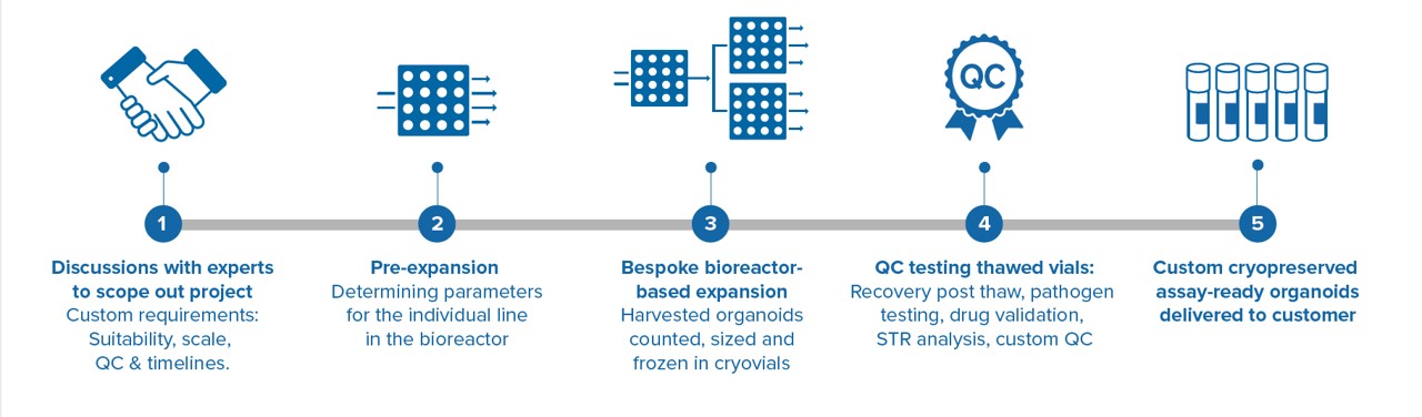 3D Ready custom organoid expansion service. Get reproducible, assay ...