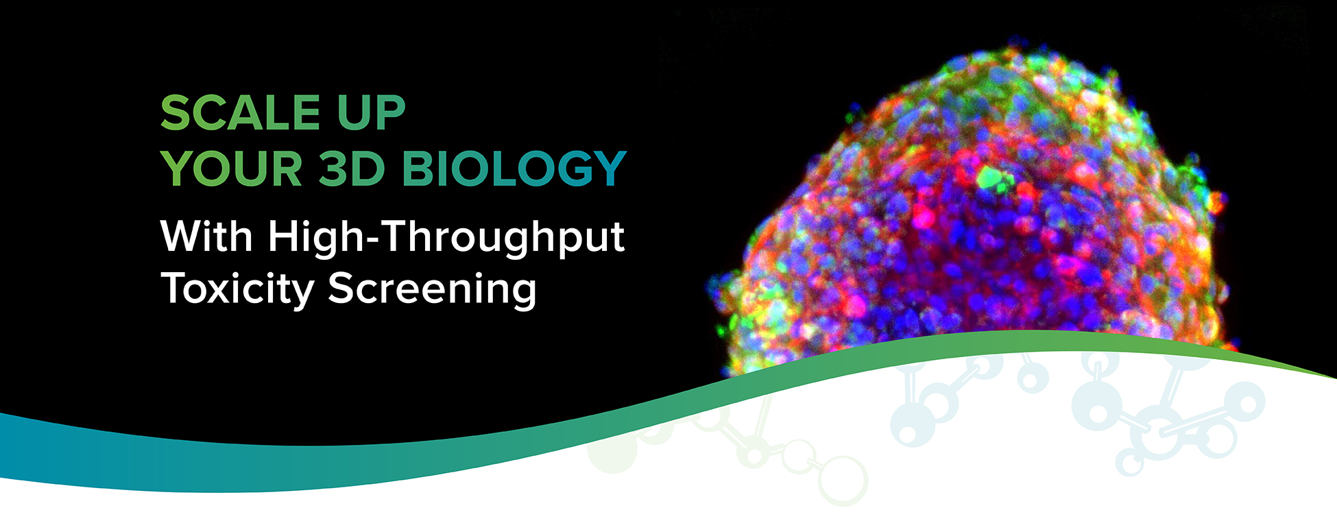 Toxicity evaluation in 3D Biology - New automated workflow